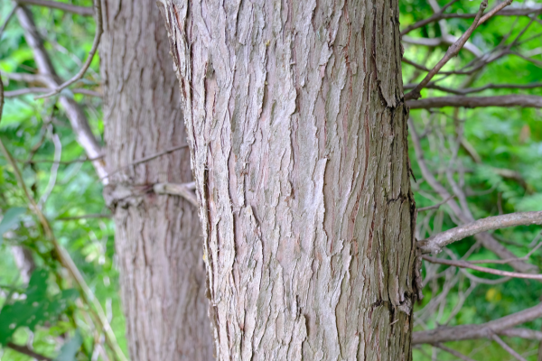 Eastern White Cedar : Arboretum : Raisin Region Conservation Authority